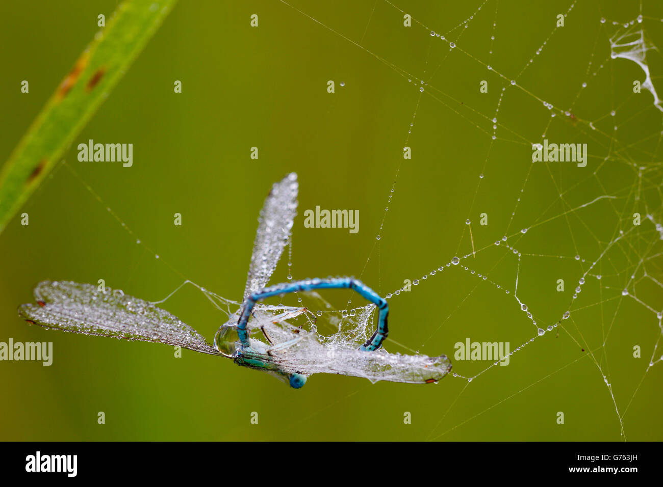Azure Damselfly, caught in spiderweb, Baden-Wurttemberg, Germany ...