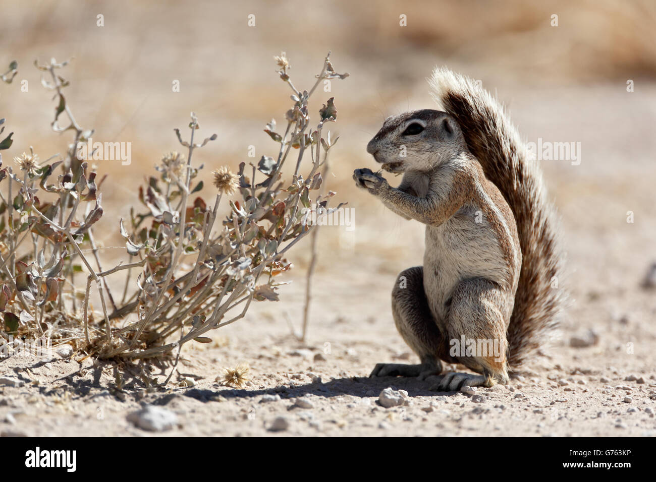 Cape Ground Squirrel, Etosha national park, Namibia / (Xerus inauris ...