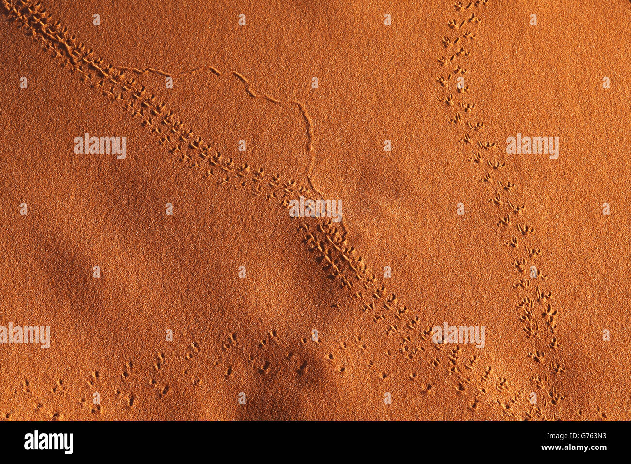 Animal track in desert sand hi-res stock photography and images - Alamy