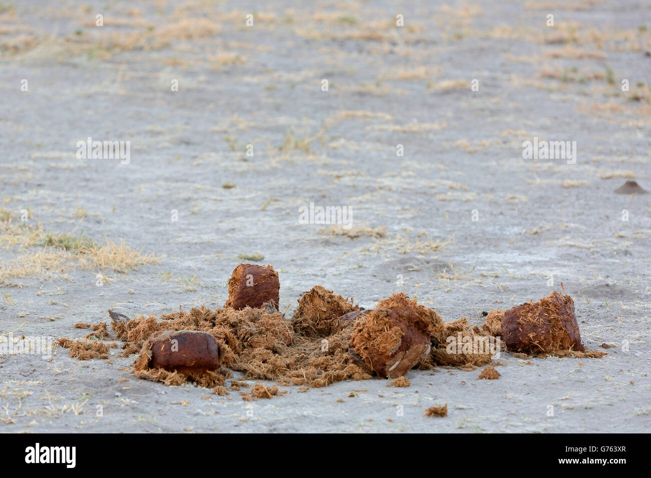 Mammals dung hi-res stock photography and images - Alamy