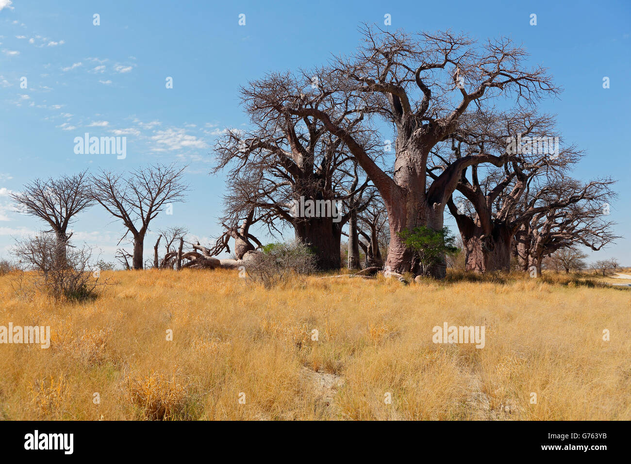 Baobab trees hi-res stock photography and images - Alamy