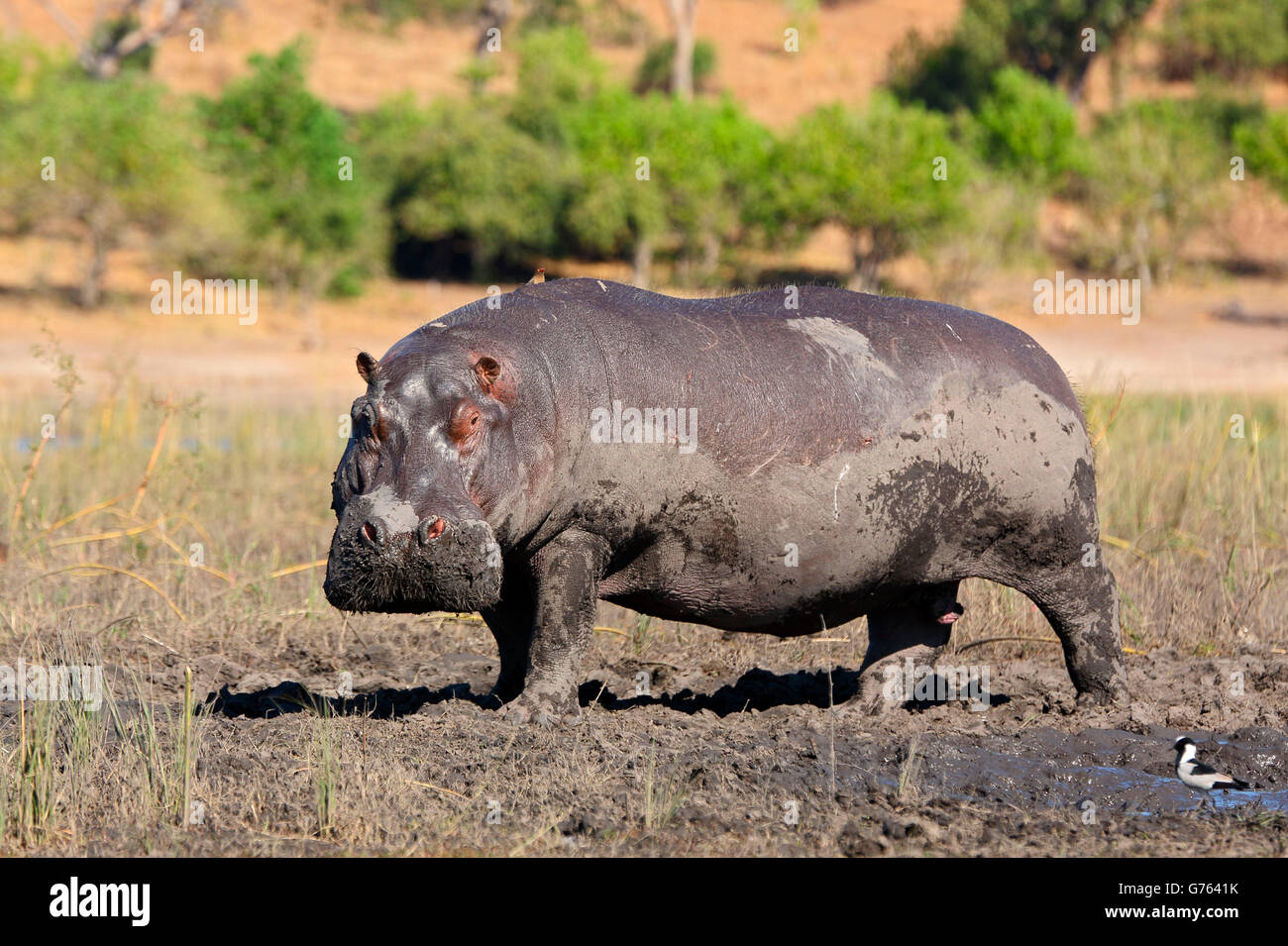 Hippo High Resolution Stock Photography and Images - Alamy