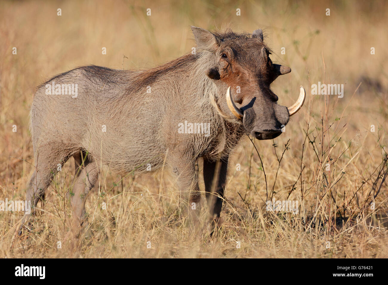 Phacochoerus africanus male hi-res stock photography and images - Alamy