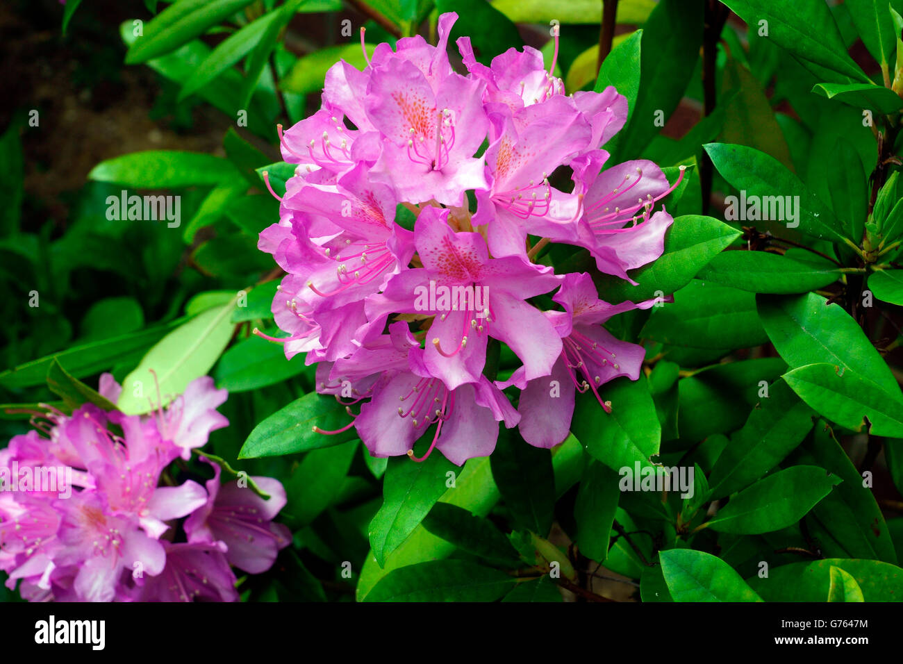 Yellow dwarf azalea hi-res stock photography and images - Alamy