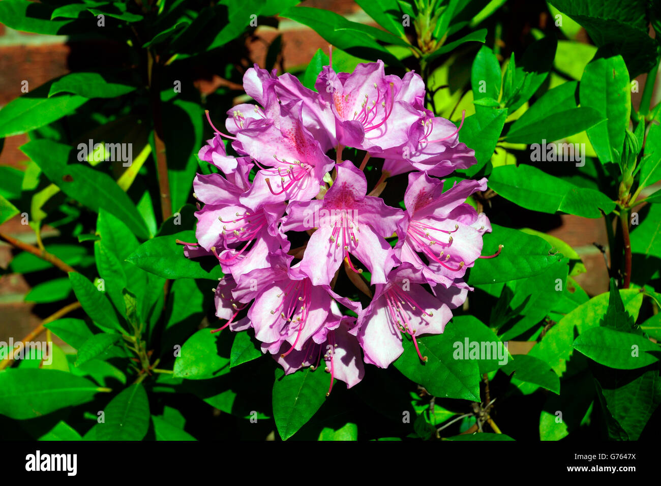 Yellow dwarf azalea hi-res stock photography and images - Alamy