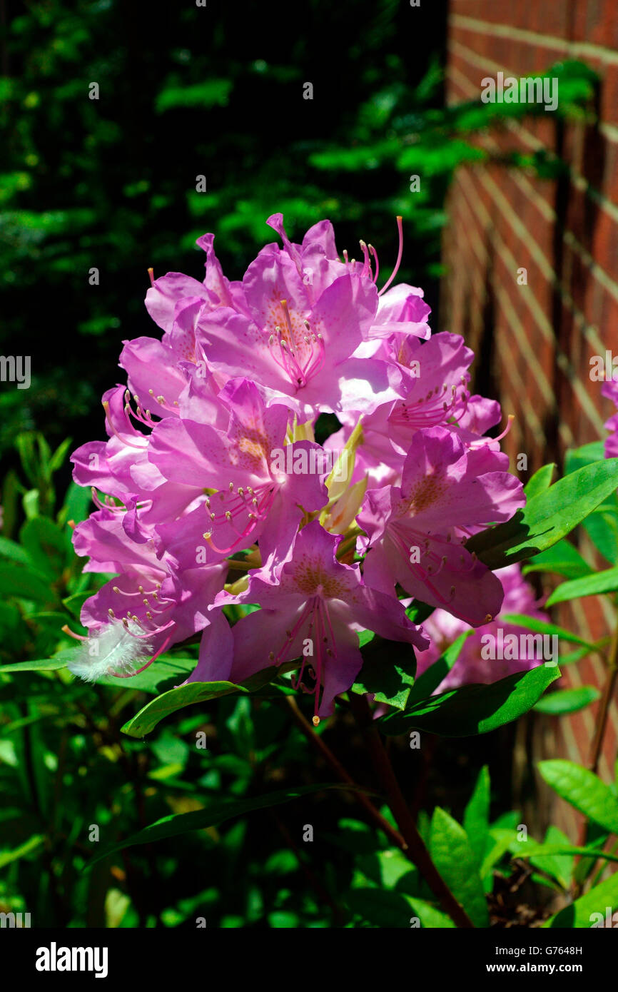 RHODODENDRON, AZALEA, SWEET DWARF, FLAME, CATAWABA, ALPENROSE ...