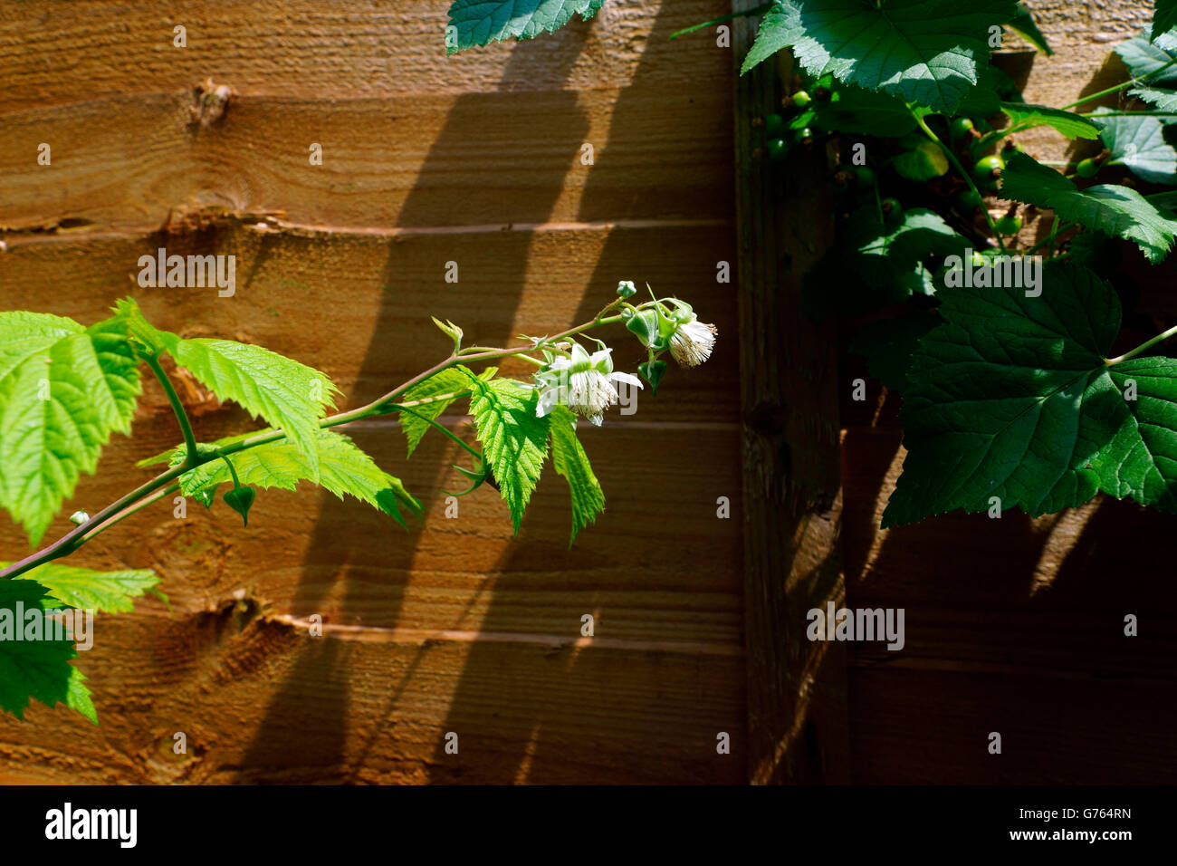 RASPBERRY FLOWER TO FRUIT Stock Photo - Alamy
