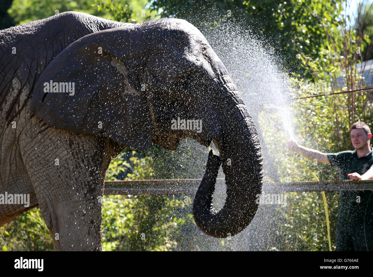 Toto african hi-res stock photography and images - Alamy