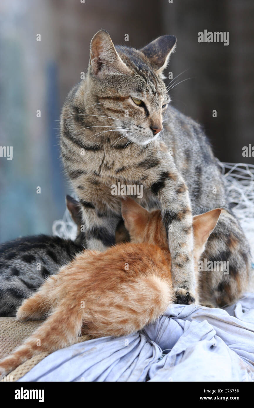 Protective mother cat hi-res stock photography and images - Alamy