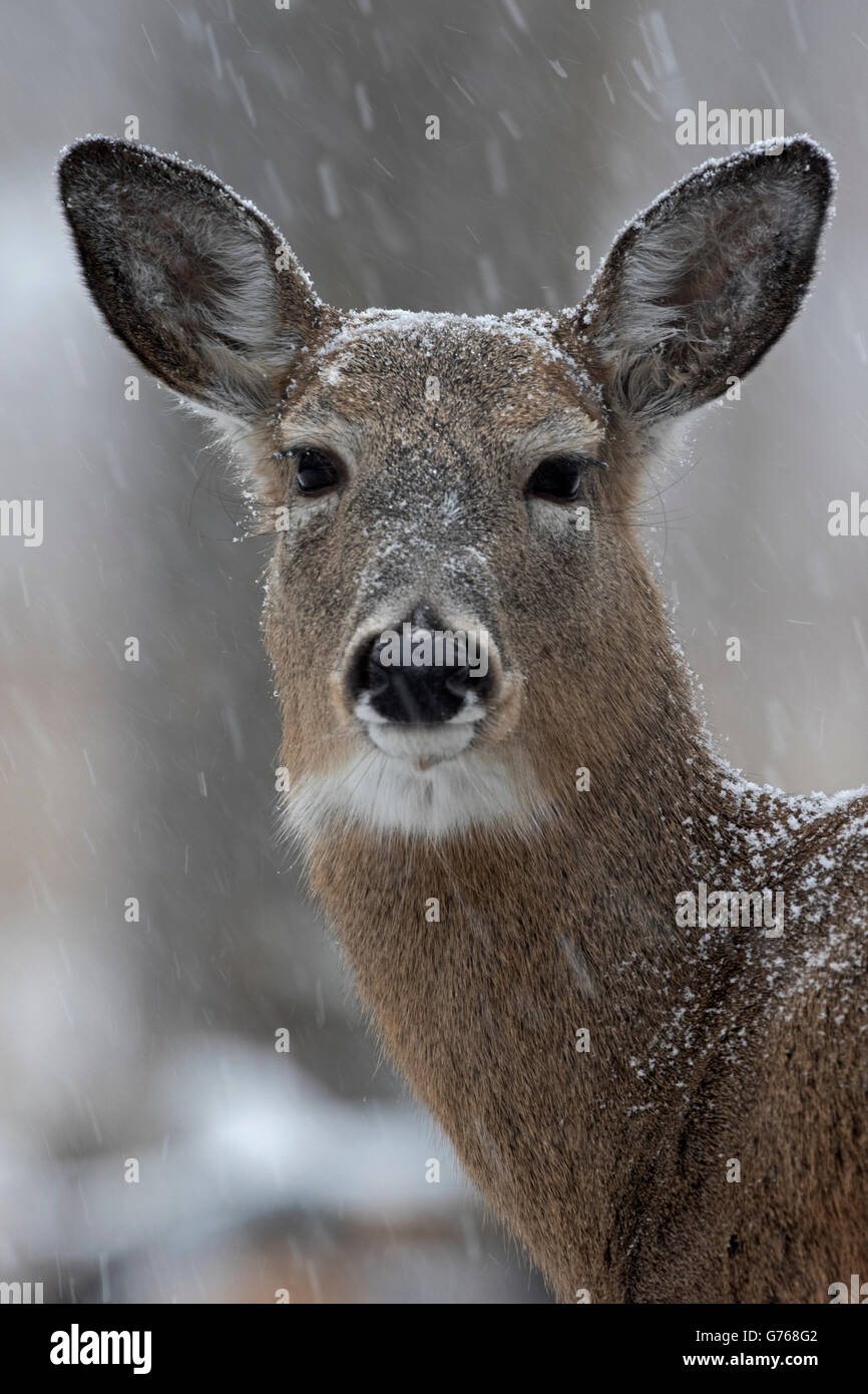 Animal winter wintry hi-res stock photography and images - Alamy