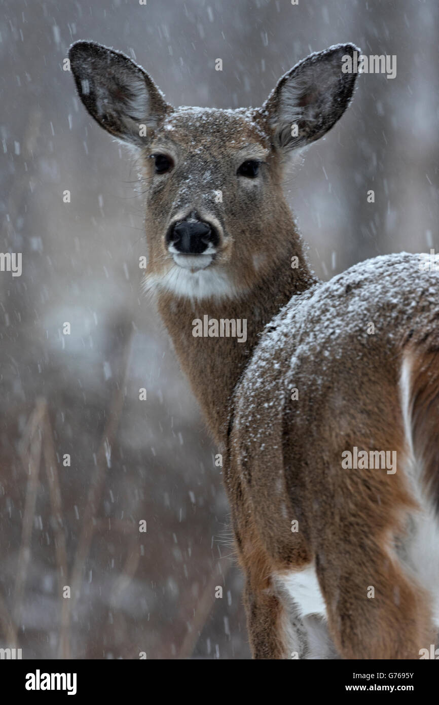 Deer in winter snow storm Stock Photo - Alamy