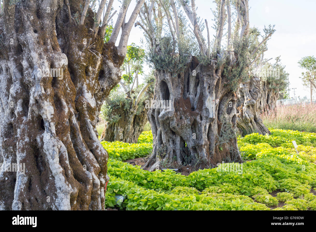 Big trees shade hi-res stock photography and images - Alamy