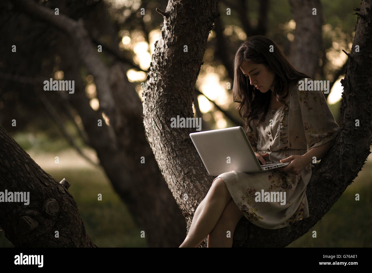 Woman with Laptop Sitting on a Pine Tree in the Woods Stock Photo - Alamy