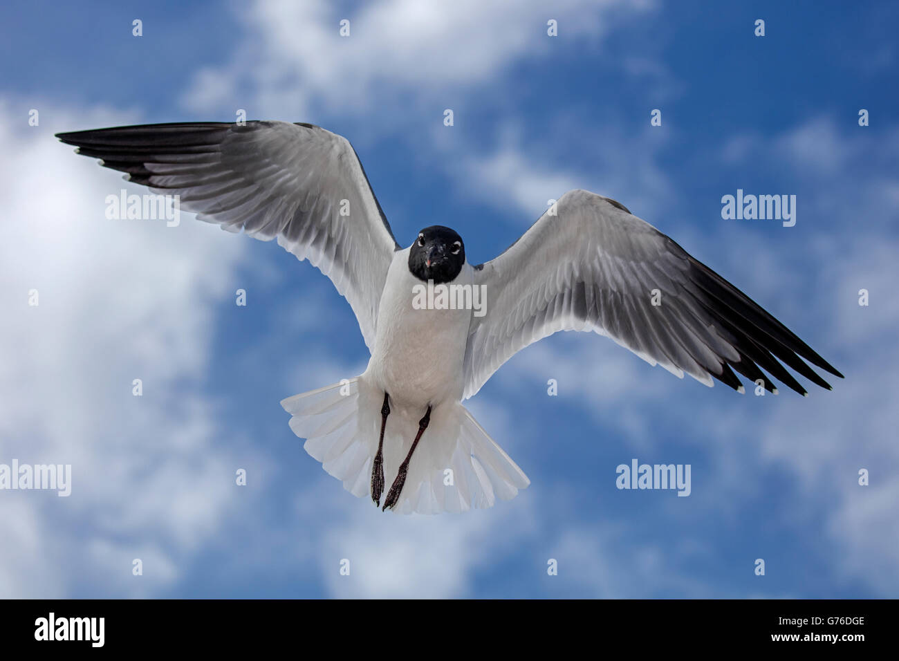 Beautiful Clouds With Birds In Flight High Resolution Stock Photography ...
