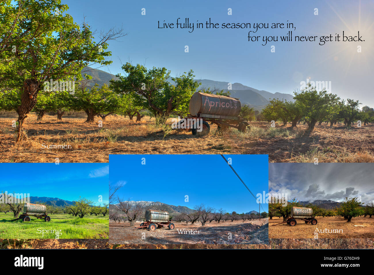 Apricot orchard meme showing changes in seasons Stock Photo - Alamy