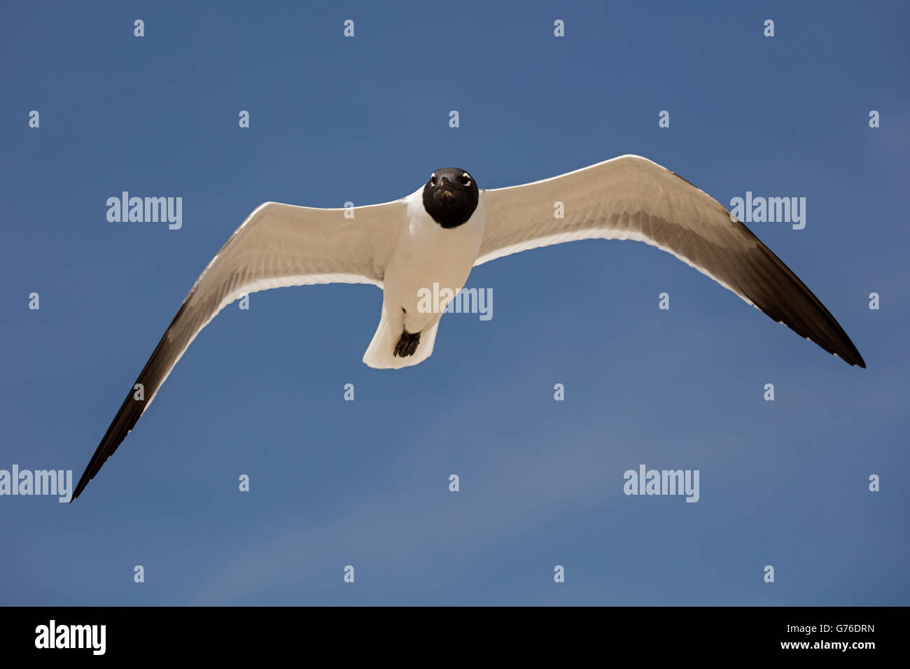 Bird in flight Stock Photo - Alamy