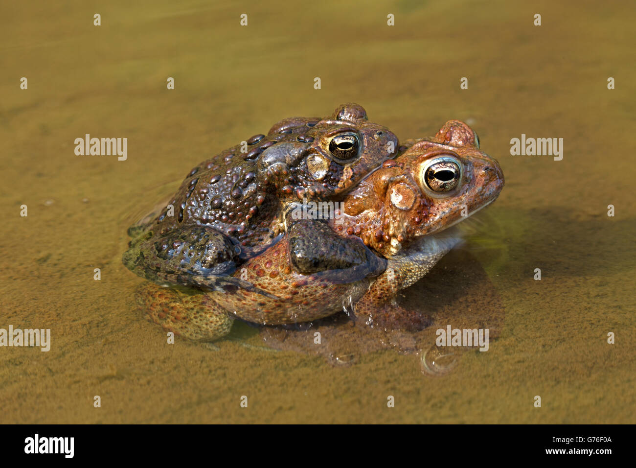 American toads, Bufo americanus, (Anaxyrus americanus), Maryland, Pair ...