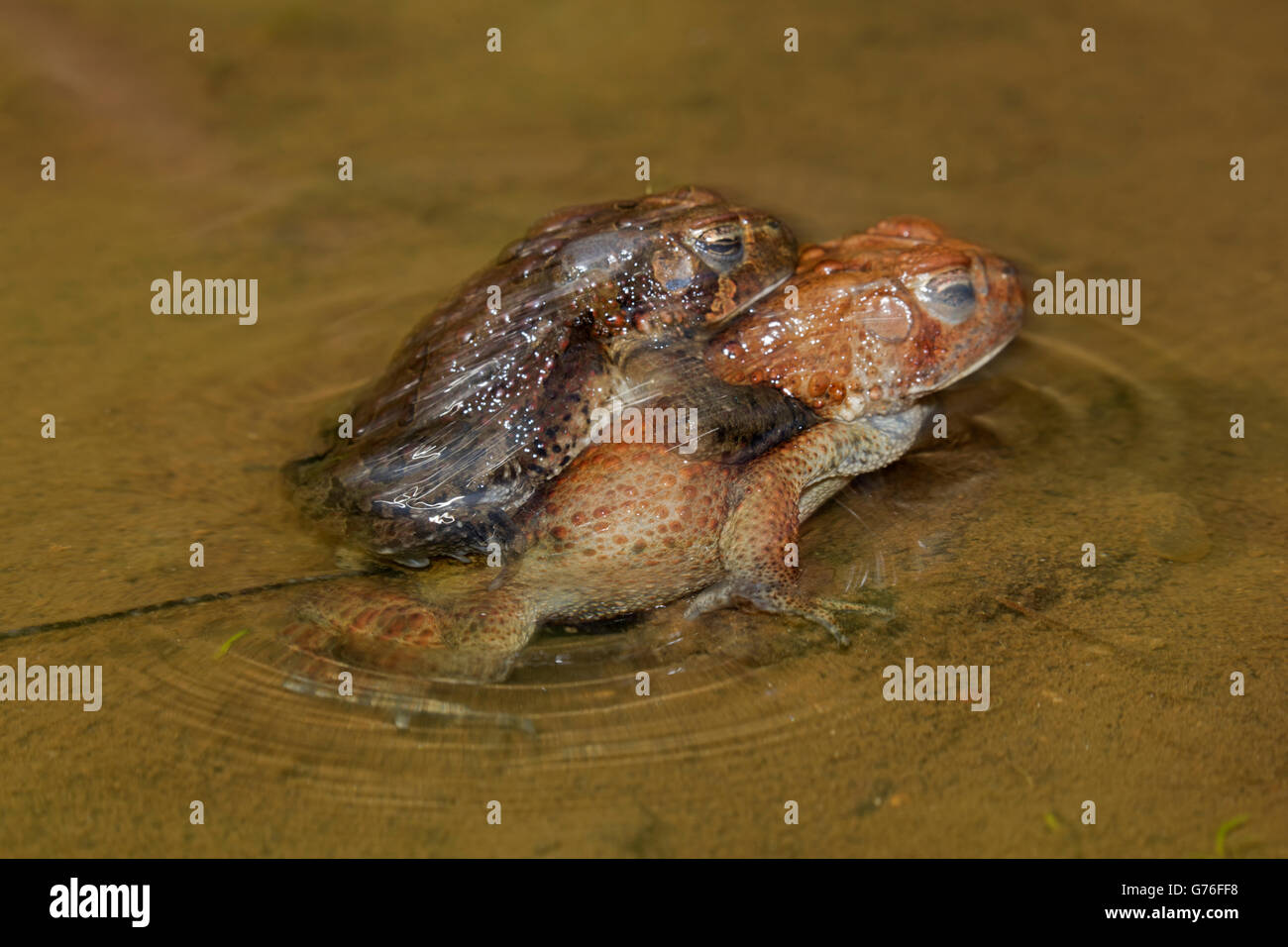American toads bufo americanus anaxyrus hi-res stock photography and ...