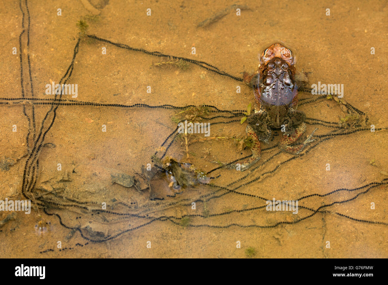 Toad laying eggs hi-res stock photography and images - Alamy