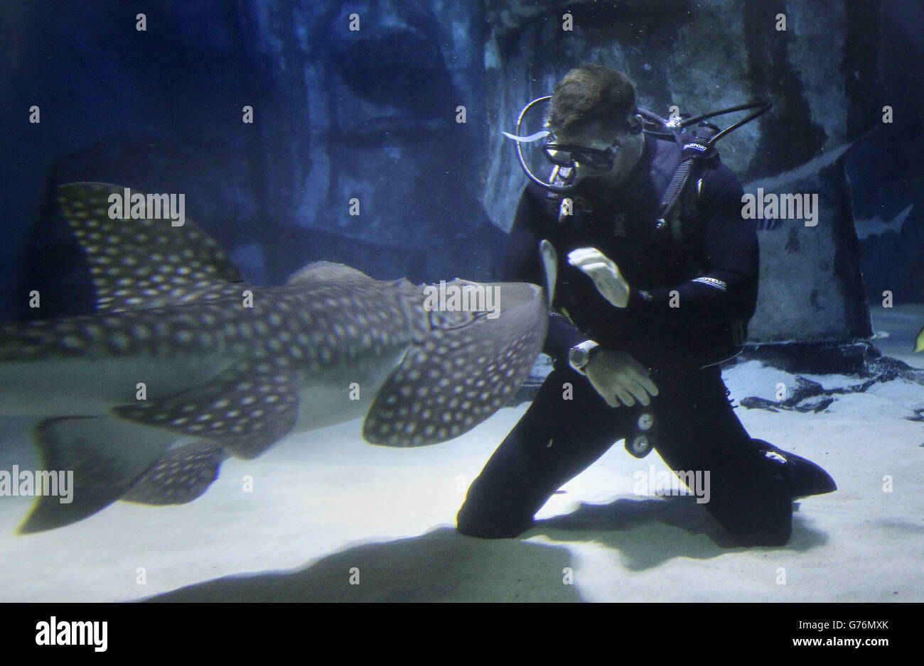 Shark Trust patron and wildlife TV presenter Steve Backshall swimming ...