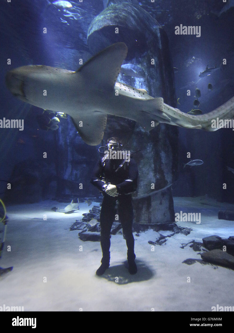 Shark Trust patron and wildlife TV presenter Steve Backshall swimming ...