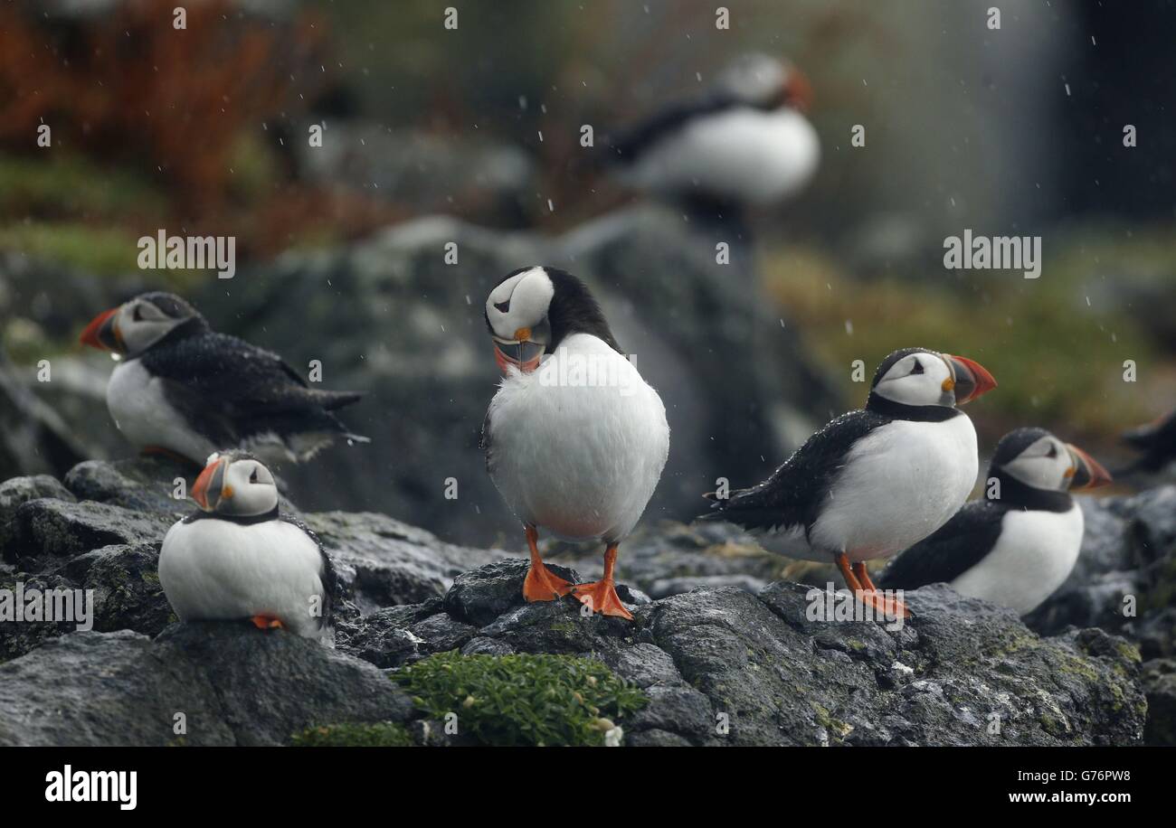 Puffin breeding season Stock Photo - Alamy
