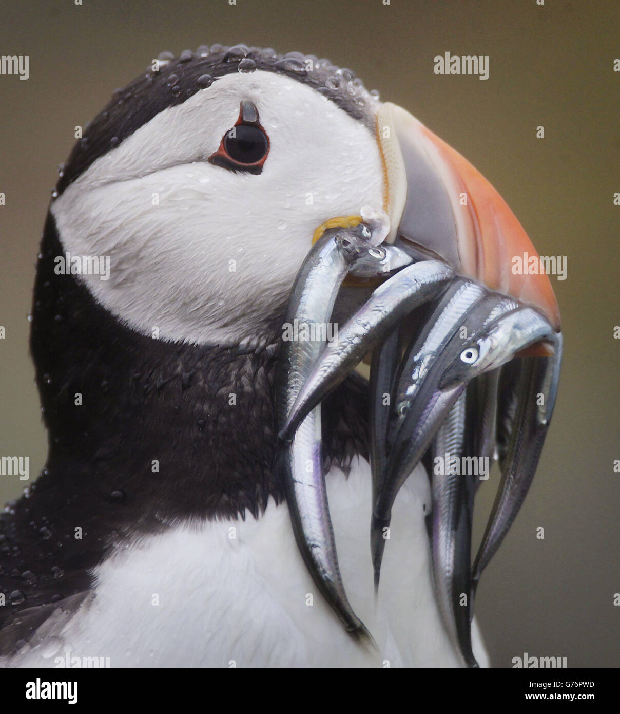 Puffin breeding season Stock Photo - Alamy