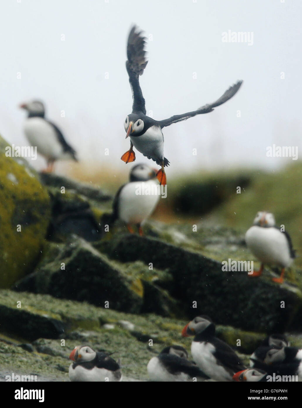 Puffin breeding season Stock Photo - Alamy