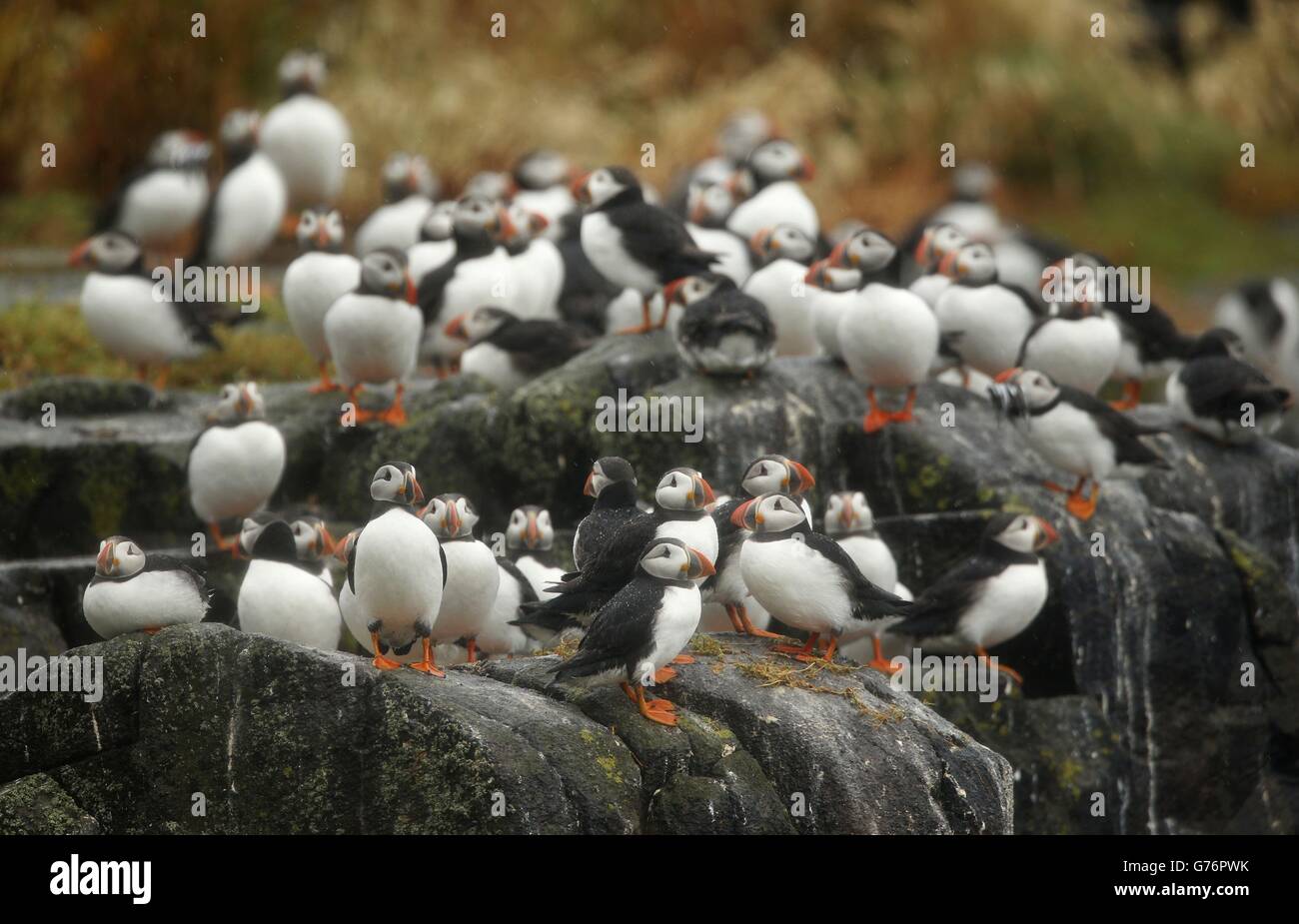 Previously unreleased photo dated 08/07/14 of Puffins gathering on the ...