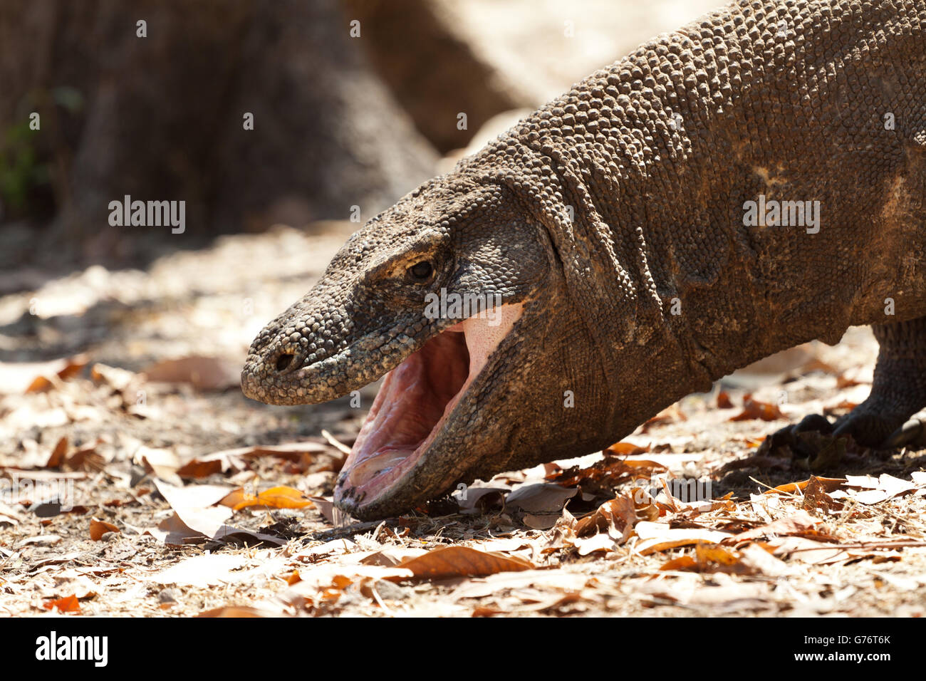 Drooling Komodo dragon biggest lizard at National Park. Indonesia Stock ...