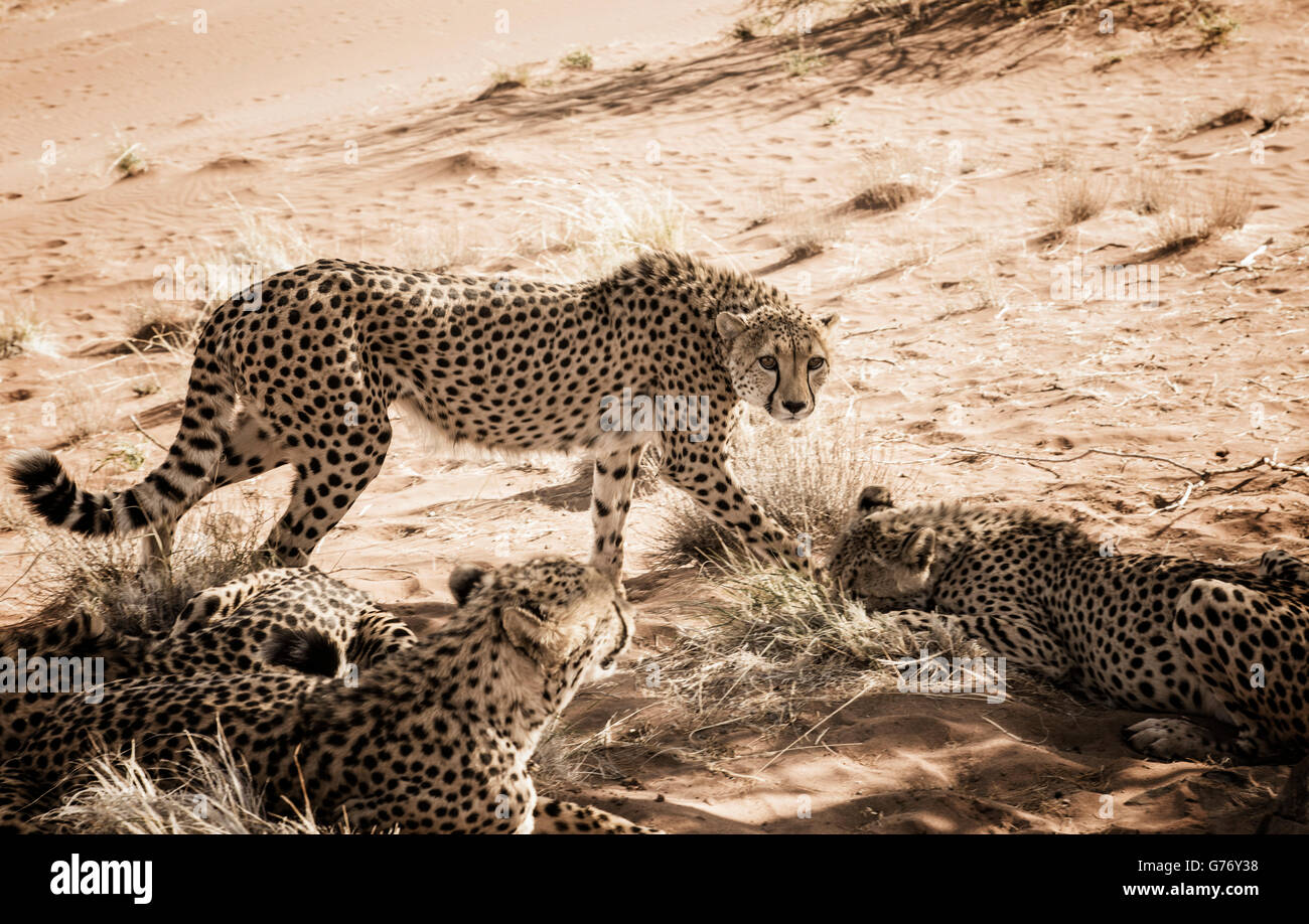 Cheetahs, Canaan desert, Namibia Stock Photo - Alamy