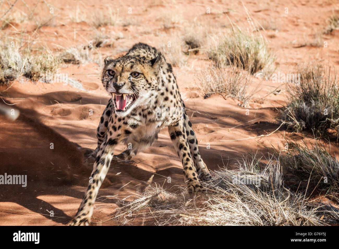 Cheetah roar hi-res stock photography and images - Alamy