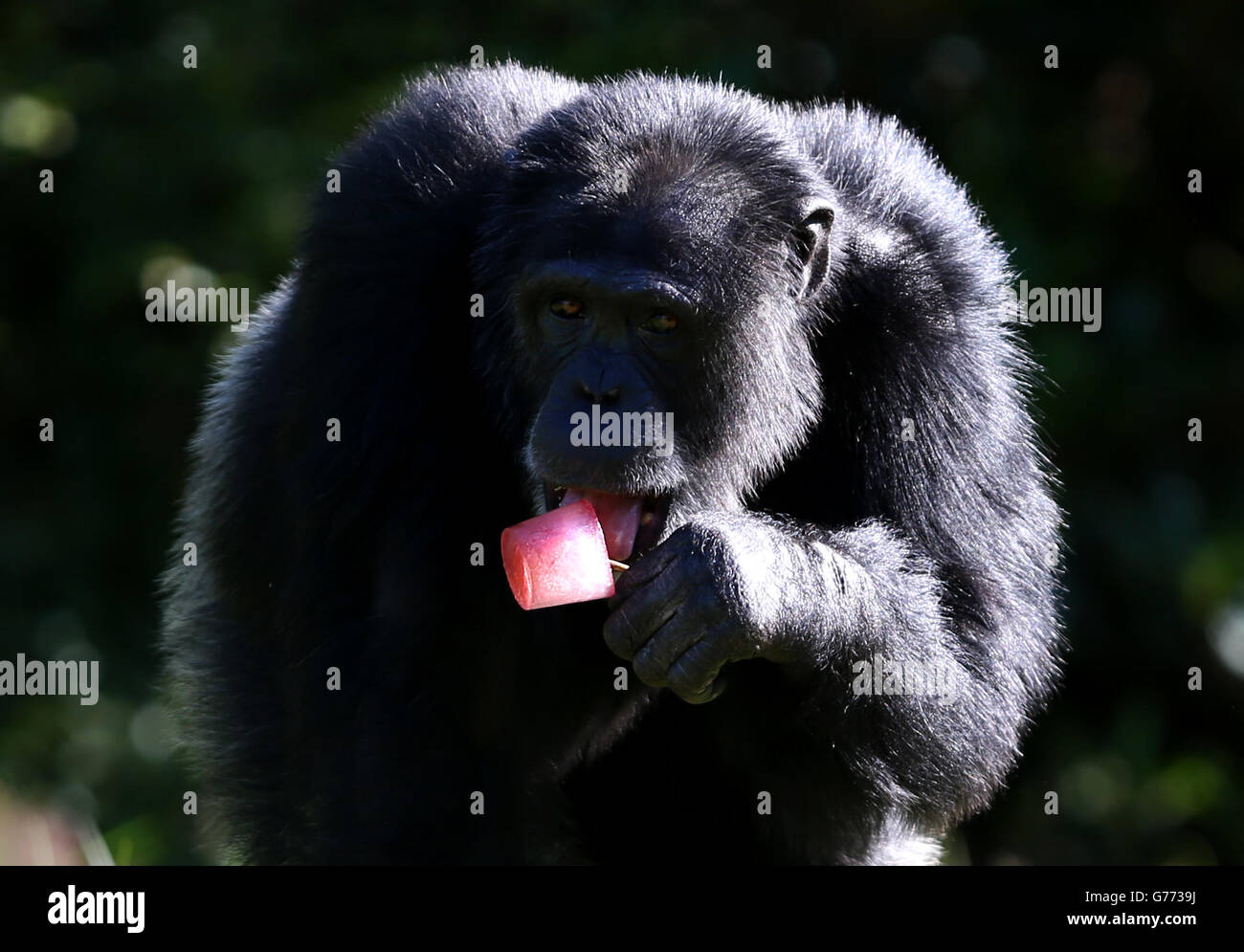 Chippy the Chimp licks an ice-pop given to him by staff at Blair ...
