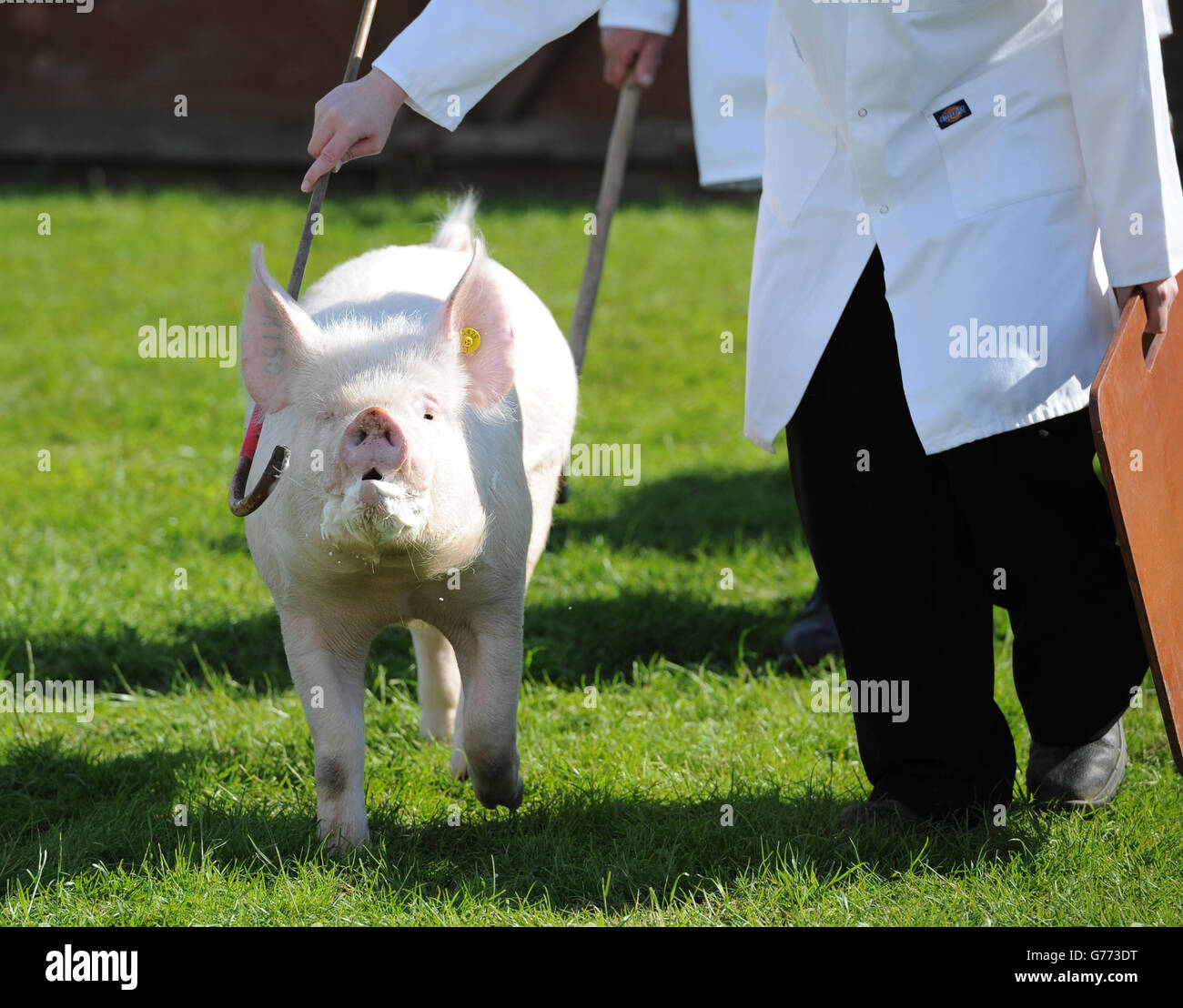 A pig on display for judging at the Great Yorkshire Show, Harrogate ...