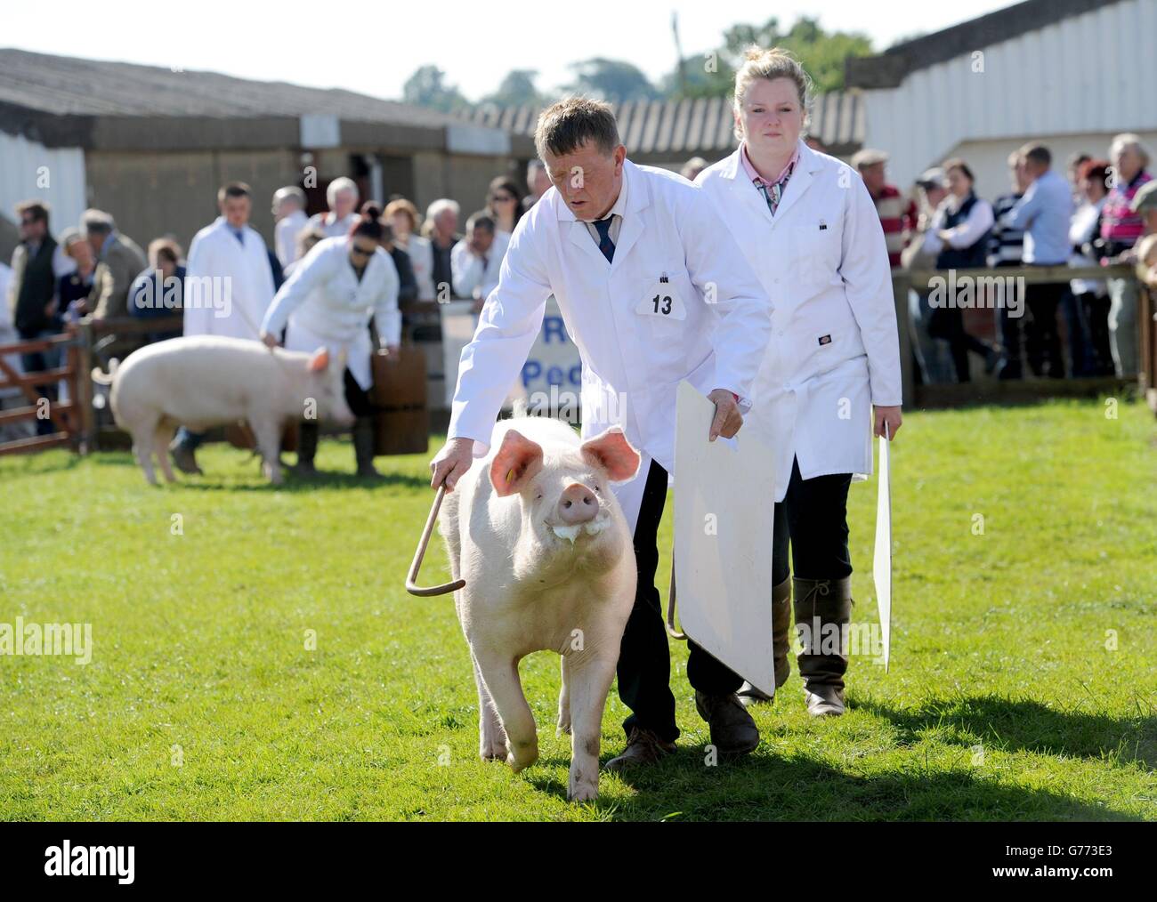 A pig on display for judging at the Great Yorkshire Show, Harrogate ...