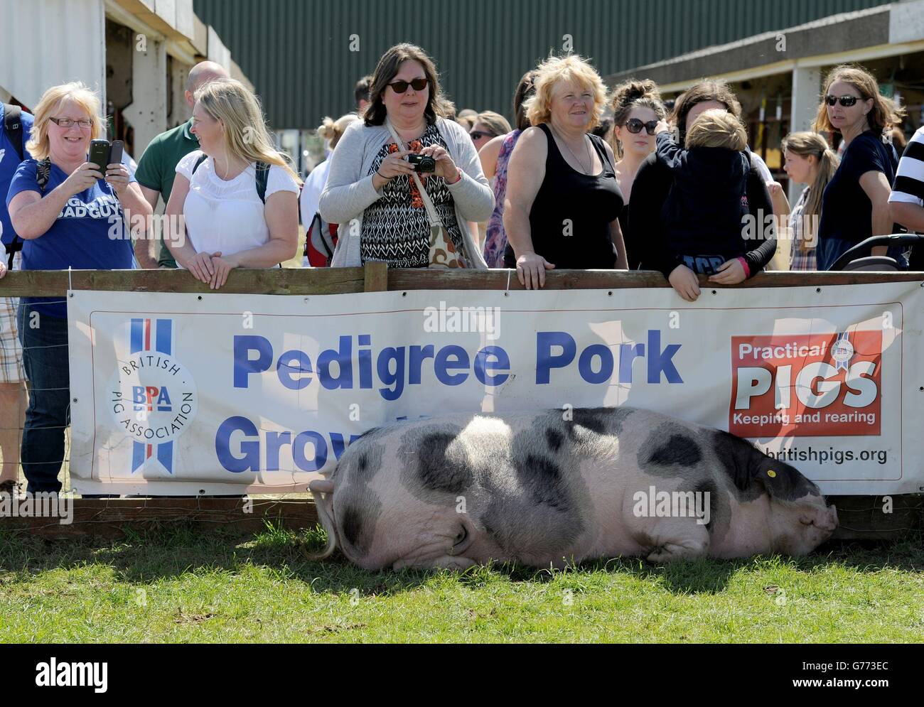 A pig takes a rest in the shade as judging takes place at the Great ...