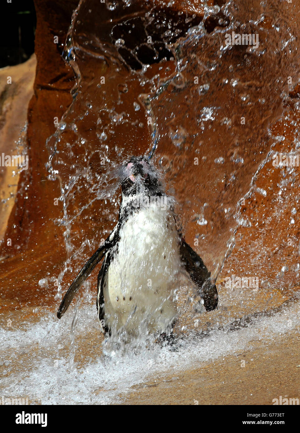Forrest the Humbolt Penguin waddles through the waterfall in his ...