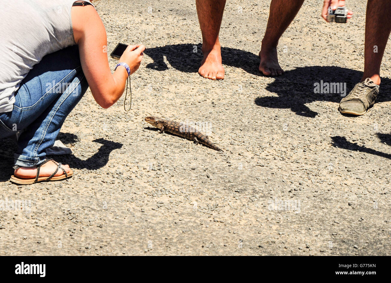Unexpected photo shoot. Lizard and photographers Stock Photo - Alamy