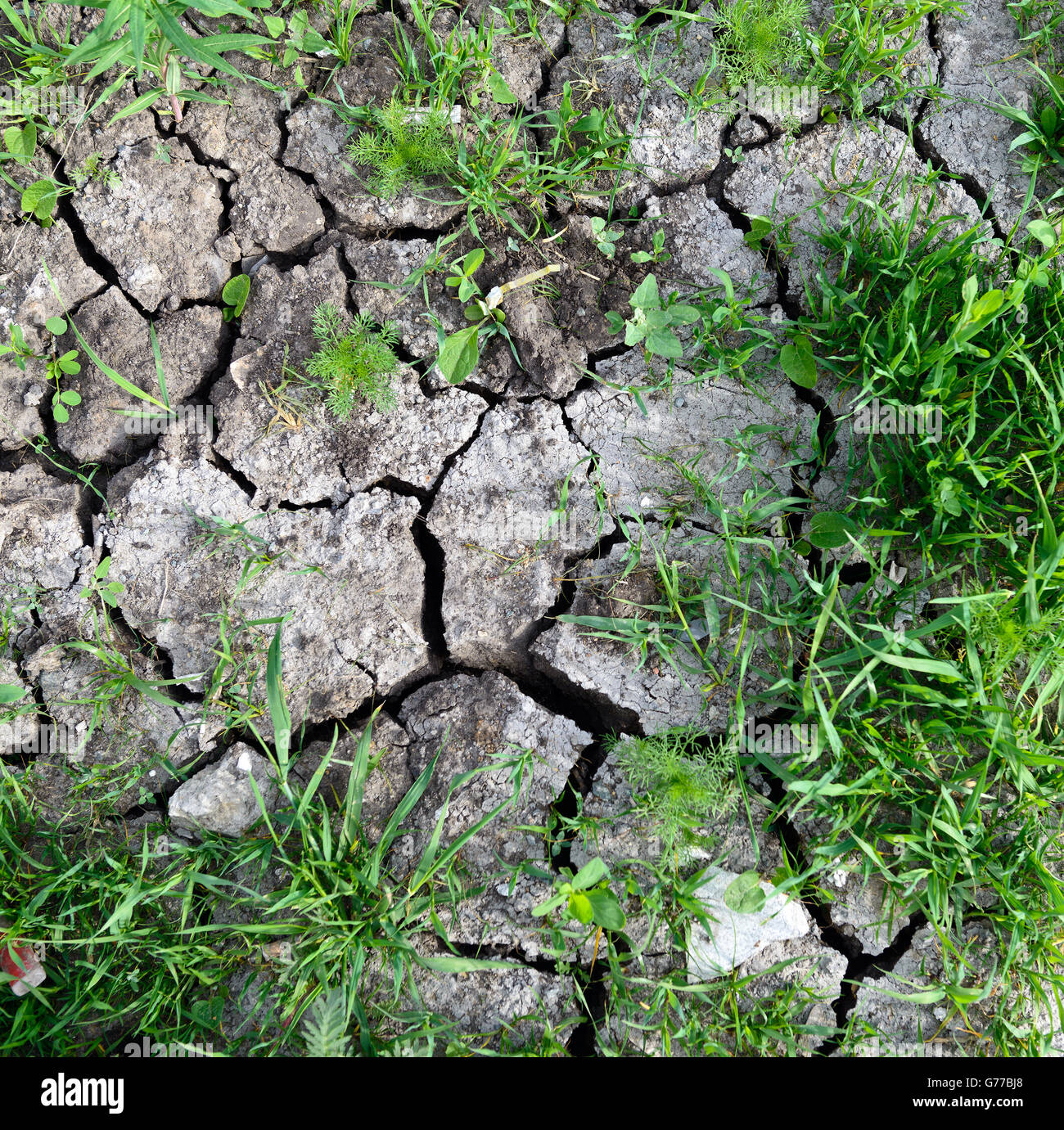 Dry soil with cracks for background Stock Photo - Alamy