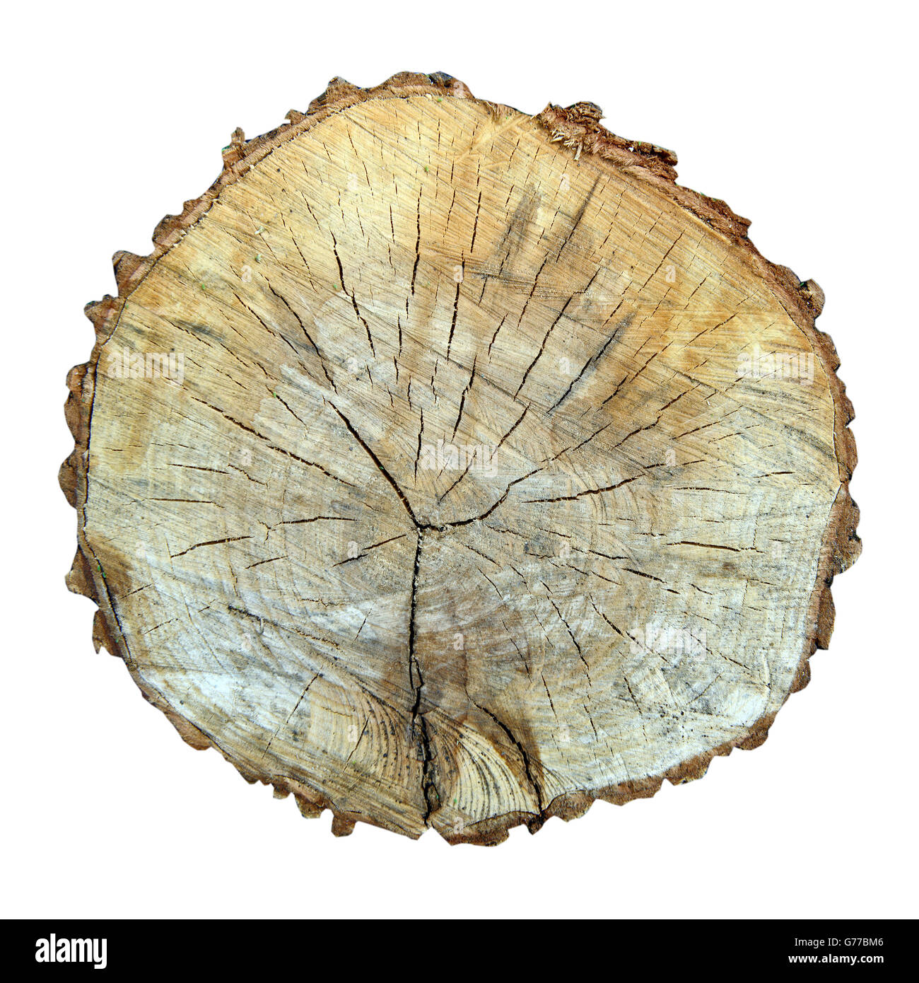 Cut wood tree Cut Out Stock Images & Pictures - Alamy