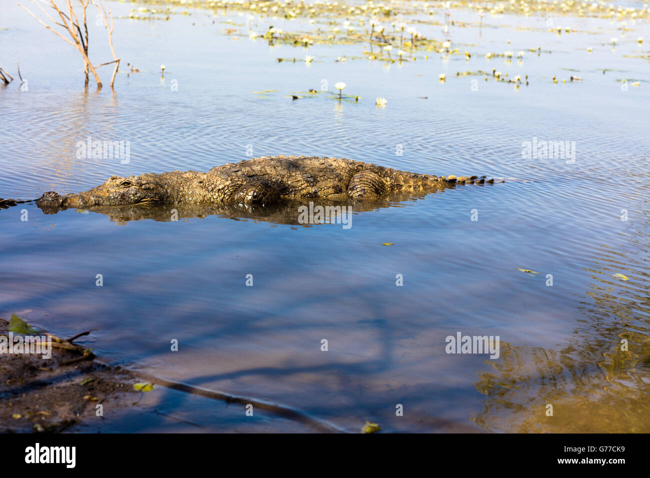 Sacred crocodile in Sabou, Burkina Faso, Africa Stock Photo - Alamy