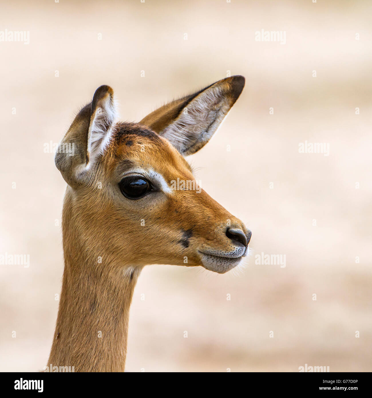 Impala in Kruger national park, South Africa ; Specie Aepyceros ...