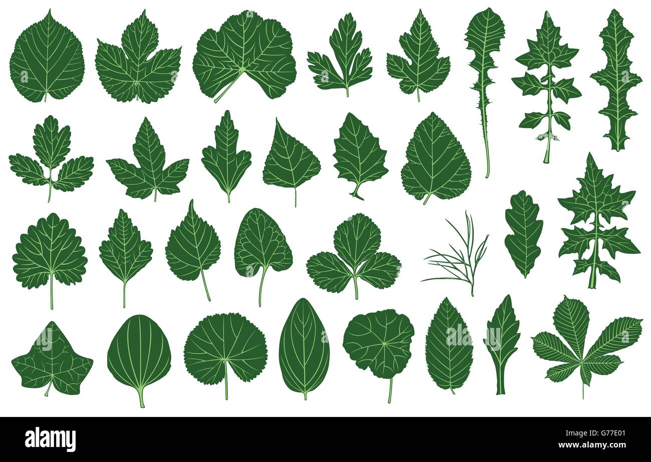Conker tree leaves Stock Vector Images - Alamy