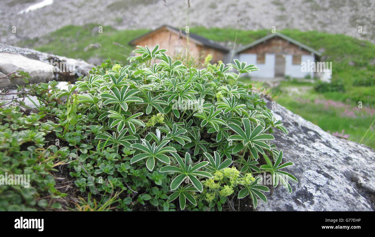 Beautiful alpine plants hi-res stock photography and images - Alamy