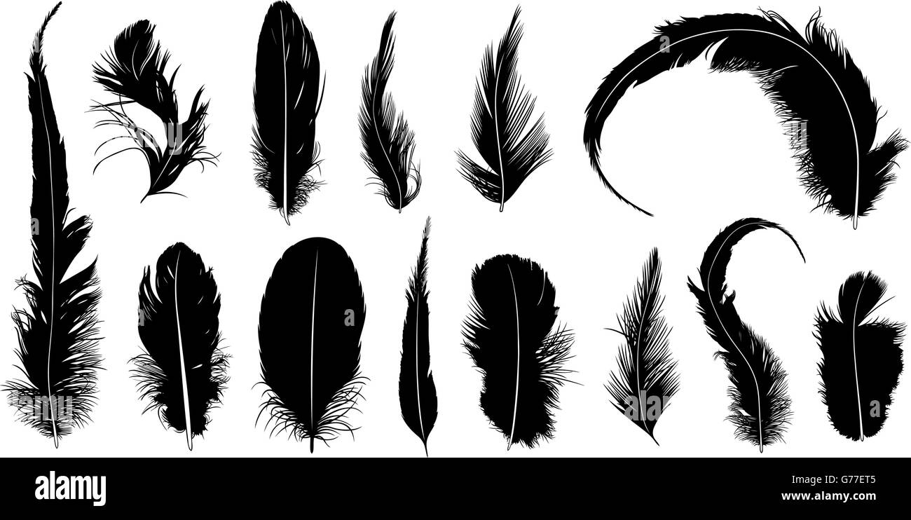 Set of different feathers isolated on white Stock Vector Image & Art ...