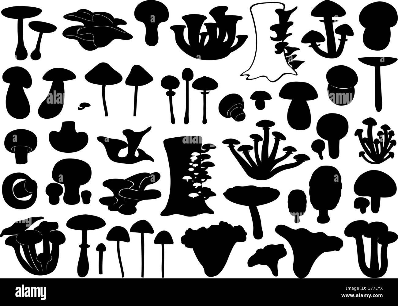 Boletus edulis mushrooms isolated Stock Vector Images - Alamy