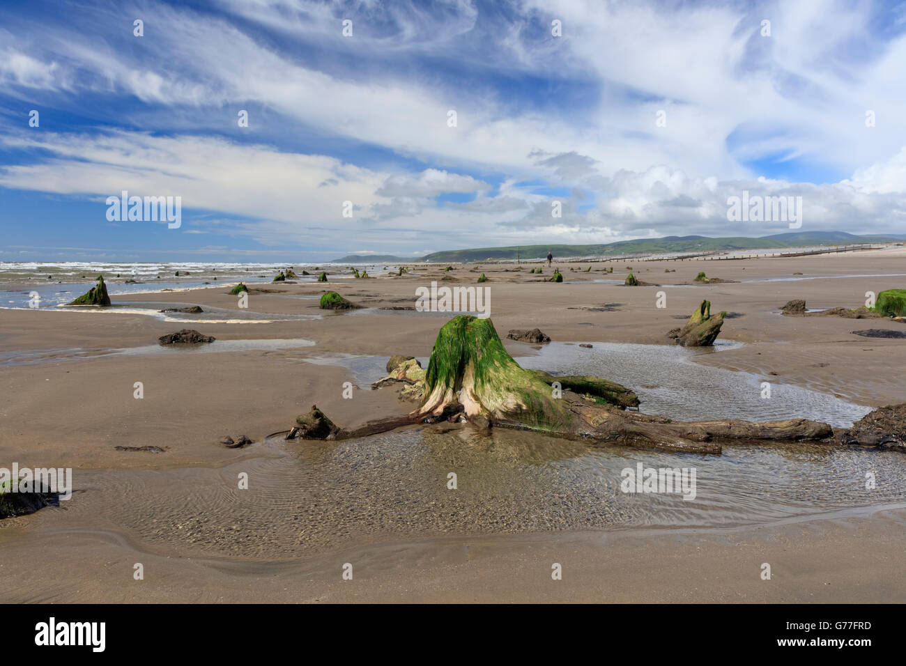 Submerged forest exposed at low tide, Borth beach, Ceredigion, Wales ...
