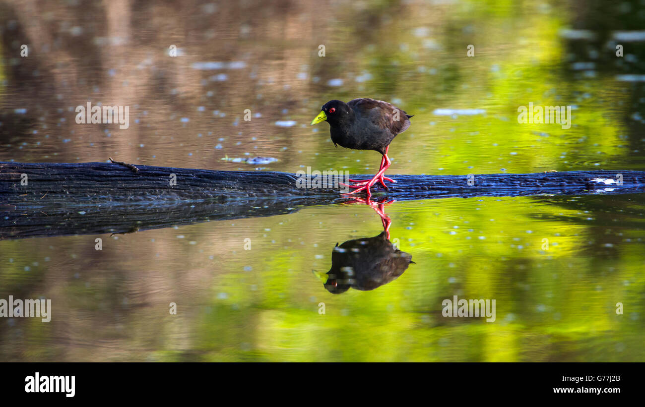 Black crake in kruger national park hi-res stock photography and images ...