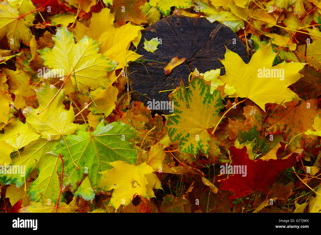 Overhead view on fallen autumn leaves of maple, which cover the surface ...