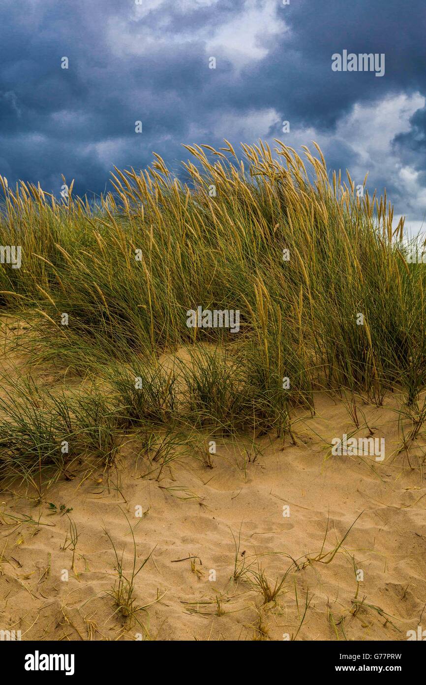 Coastal protection using grasses on the coastal paths on the sand dunes ...